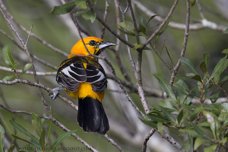 SWFloridabirder: Western Spindalis At Markham Park