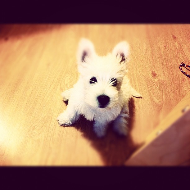 Porco Cane !: Porco Cane