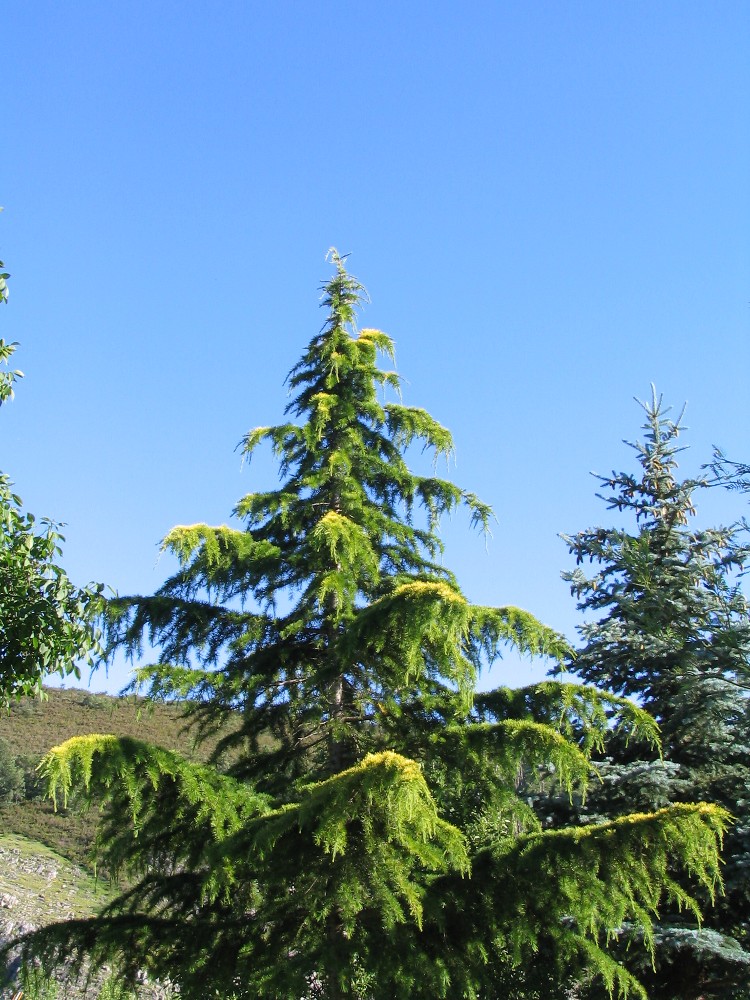 Naturaleza y Medio Ambiente: Cedro del Himalaya (Cedrus deodara)