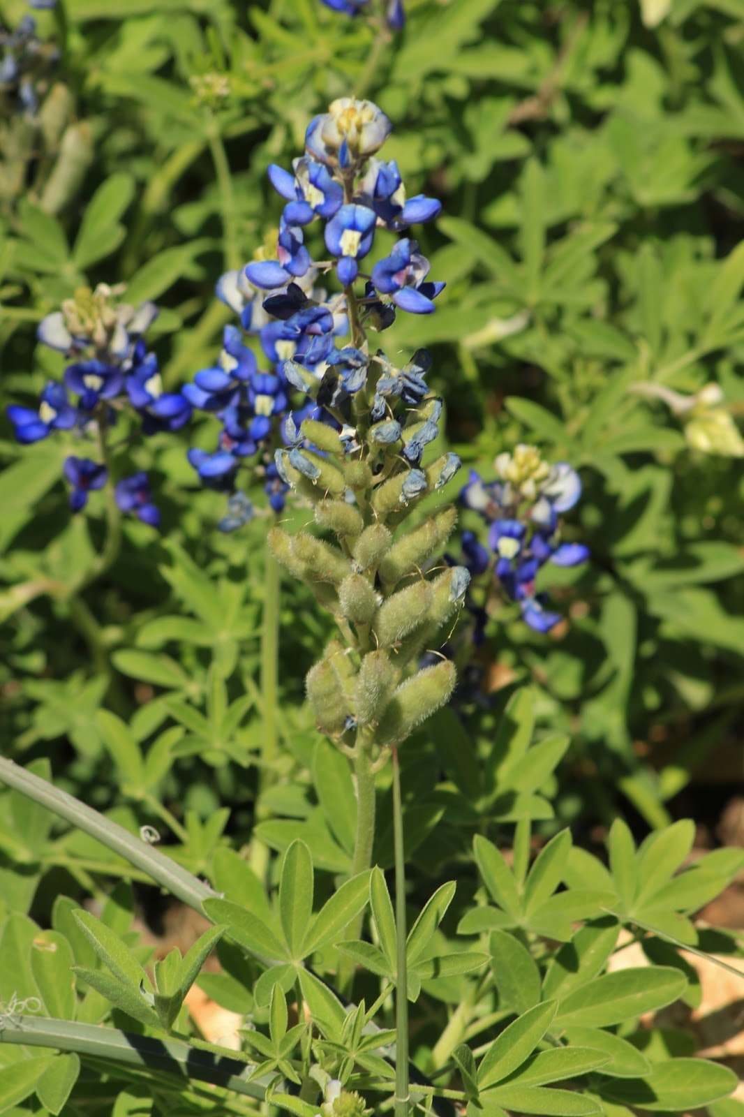 Rock-Oak-Deer: Wildflower Wednesday: Lupinus texensis