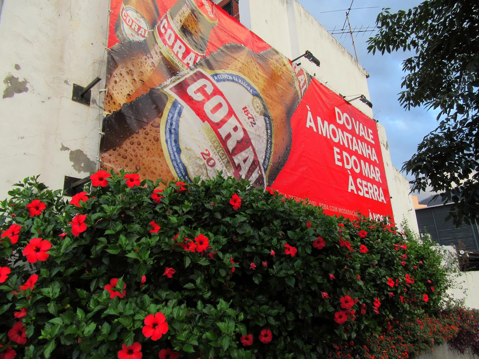 Coral, the beer made in Madeira - Funchal Daily Photo