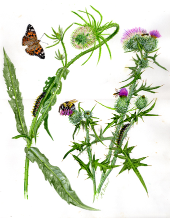 marions-kreativ-kate: Die Distel und der Distelfalter