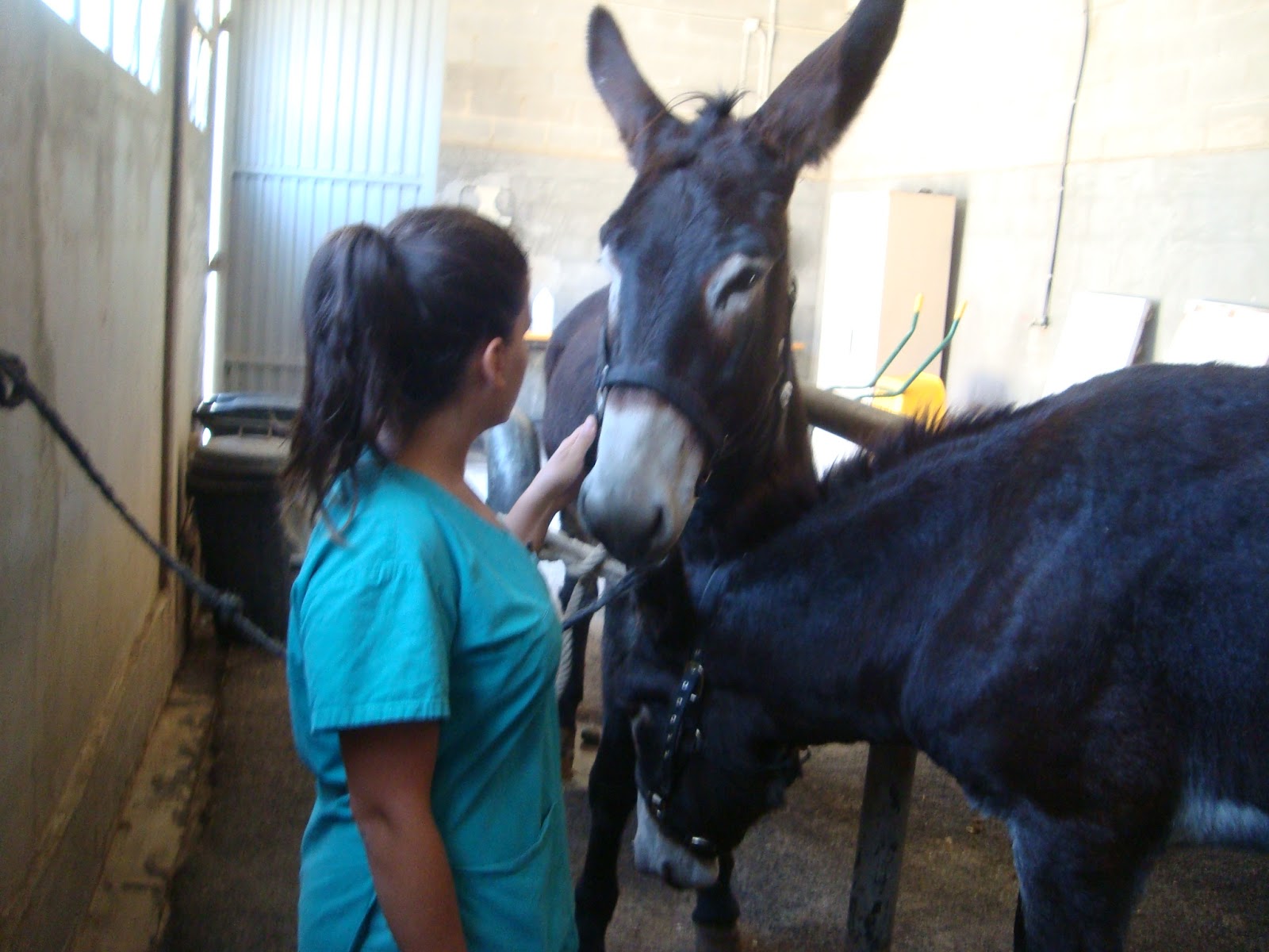 CATALONIAN DONKEYS' REPRODUCTION AT AUTONOMOUS UNIVERSITY OF BARCELONA ...