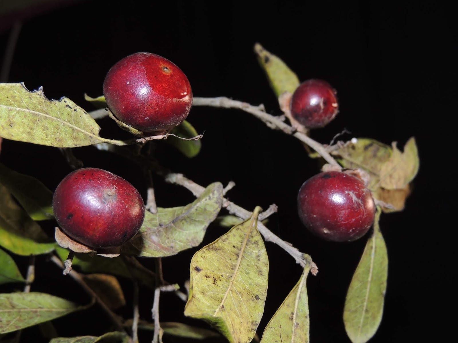 Pássaros & hobbies legais : maria-preta -fruto-de-jacu-macho ...