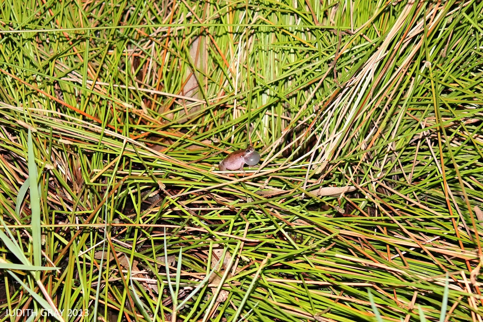 Frogs Galore by torchlight at Jarowair Our Patch 15/11/2013