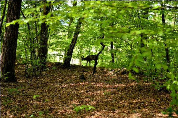 Gambar Montase Pemandangan Hutan ~ gambar hd gratis