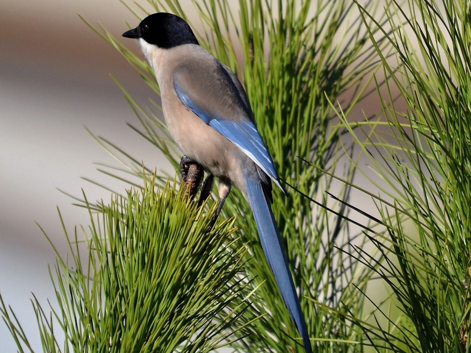 TERRA DAS AVES: Pega-azul (Cyanopica cyanus)