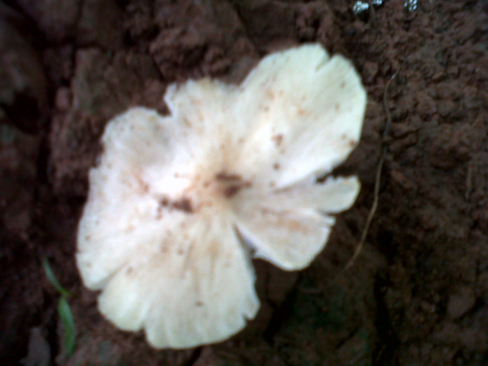 Rudi Santosa: Supa Suung