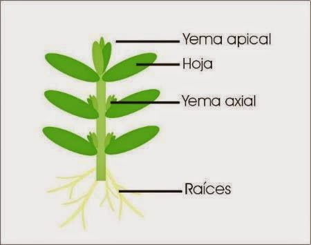 Página de curiosidades y más: Las yemas de las plantas