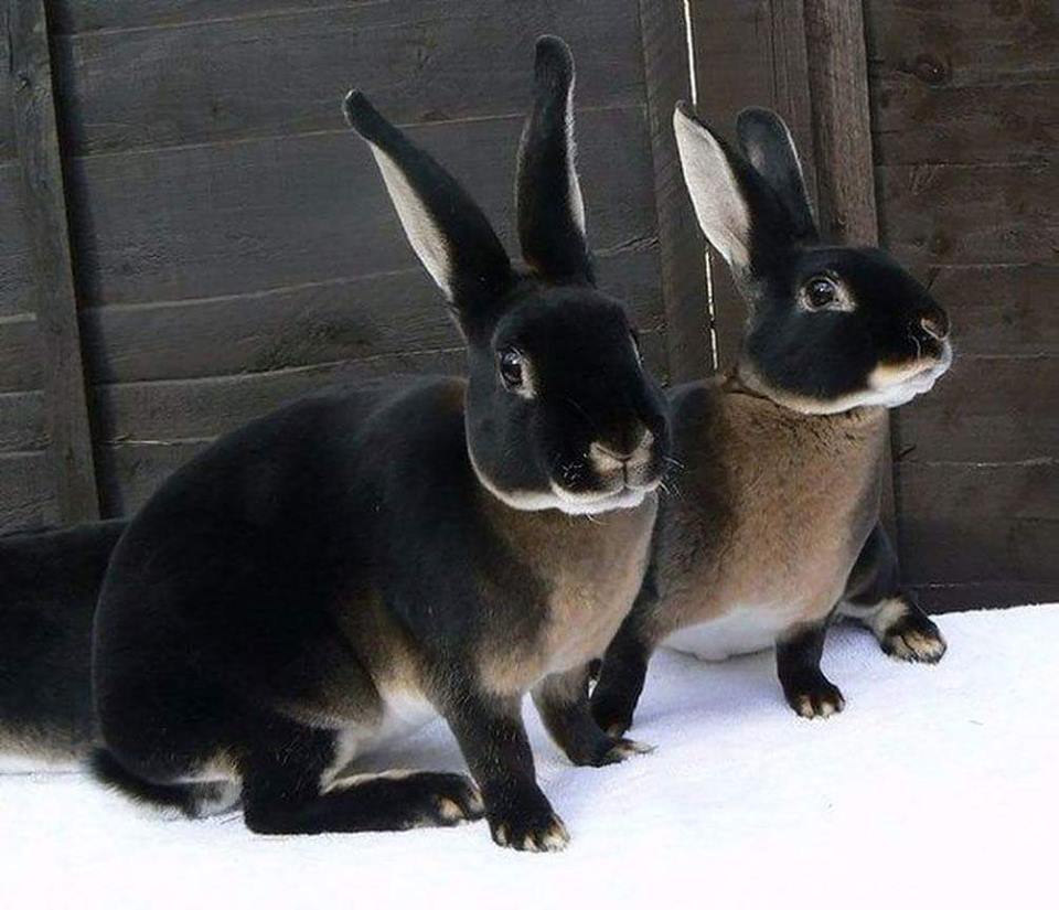 Black Otter Rex Bunnies | Content in a Cottage