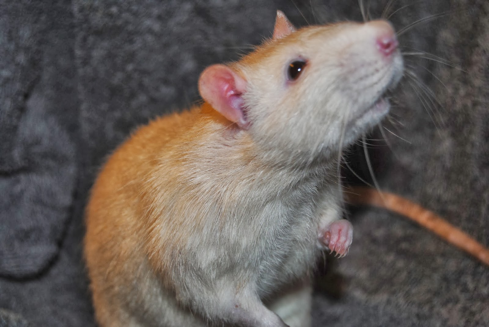 The Random Biologist: Why do Rats Get Such a Bad Rep