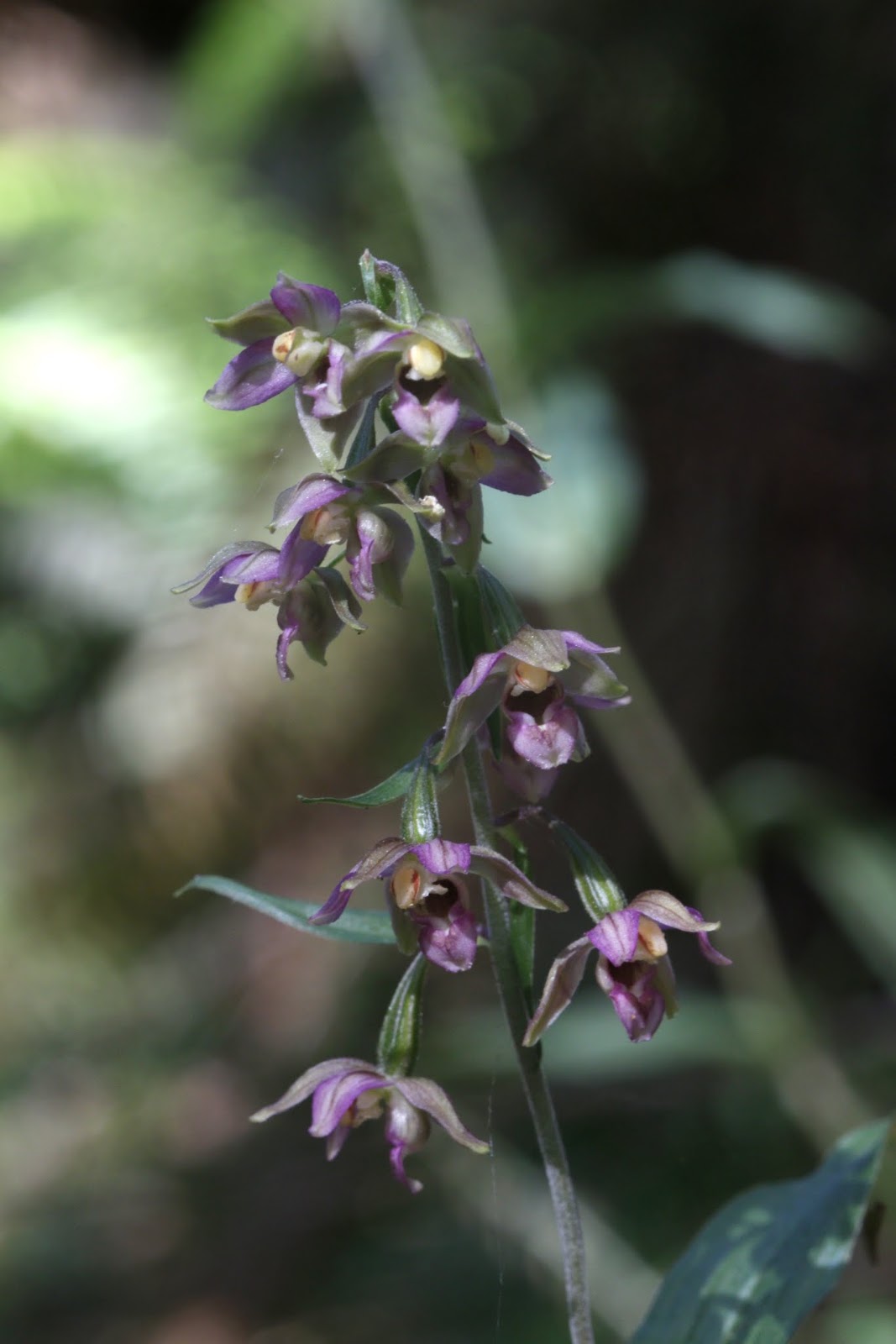 Native Orchids of the Pacific Northwest and the Canadian Rockies (and ...