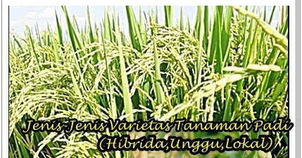 Jenis-Jenis Varietas Tanaman Padi (Hibrida,Unggul,Lokal ...