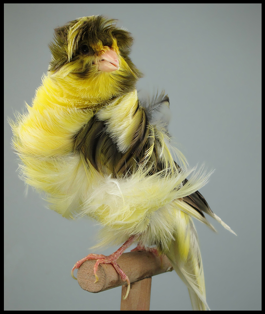 Avesnatura: Canaricultura