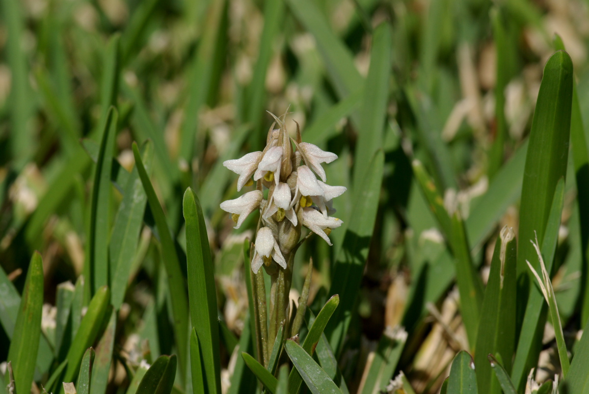 Rufino Osorio: Zeuxine strateumatica – Lawn Orchid