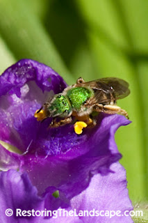 Restoring The Landscape With Native Plants: Native Bee Spotlight: Green ...