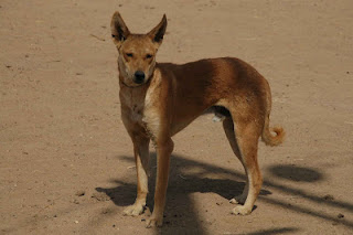 Black South Asia: Pariah Dog and Sinhala Hound