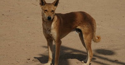 Sinhala Hound