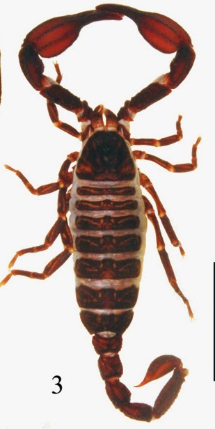 Biodiversity Science: Discoveries of the week #34