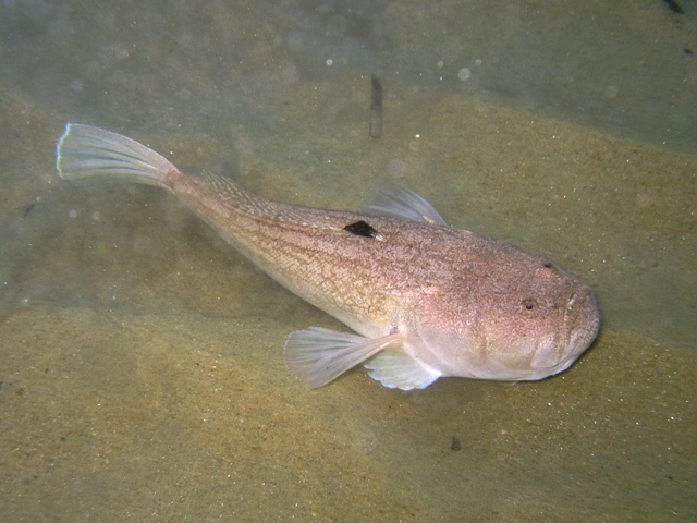 Artes de Pesca: VAMOS A PESCAR RATA PEZ