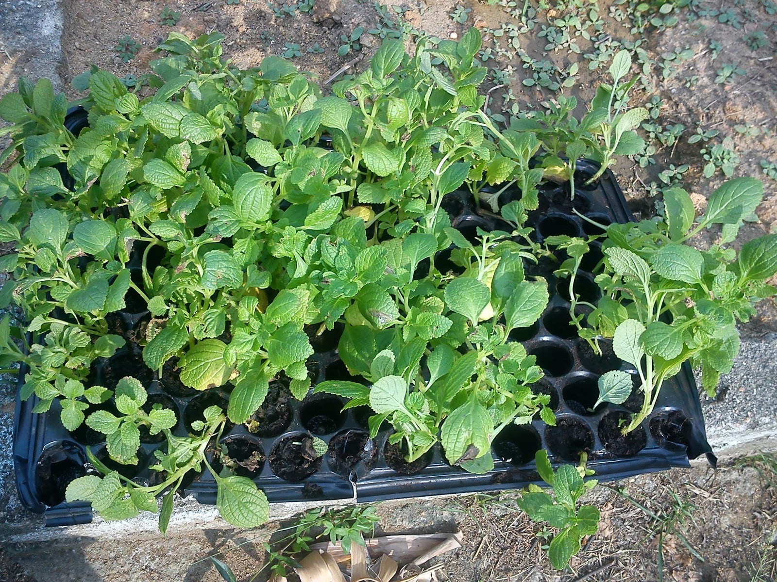 CIKGU LOLITA: MENANAM UBI KEMILI