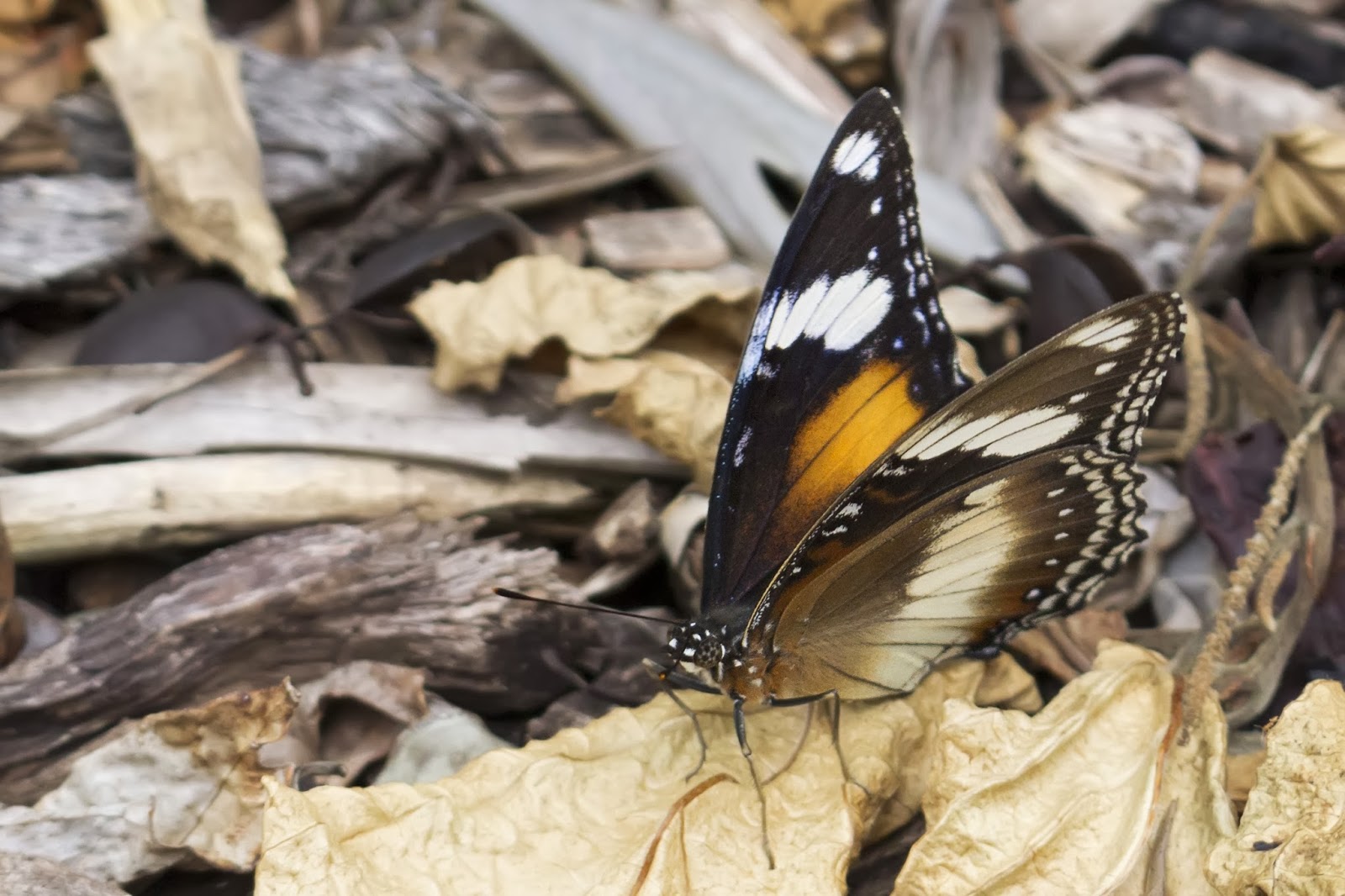 Kay Parkin Birding: Mackay Qld Butterflies