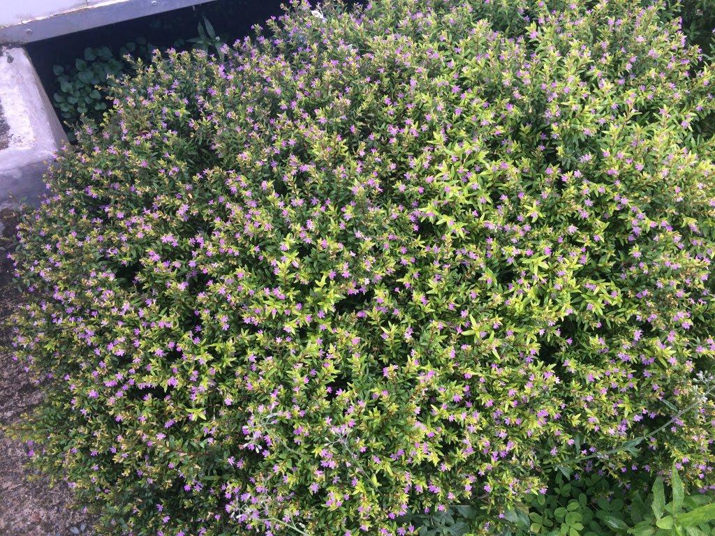 Cuphea hyssopifolia | Pustaka Flora | Database Tanaman Landscape