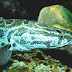 Snakehead (fish) - Snakehead Fish Edible