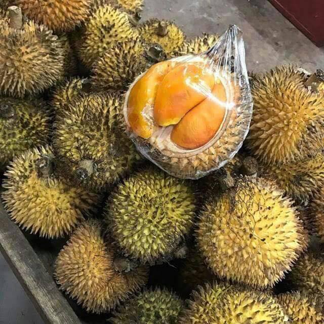 Berita TV Malaysia: Mini durian