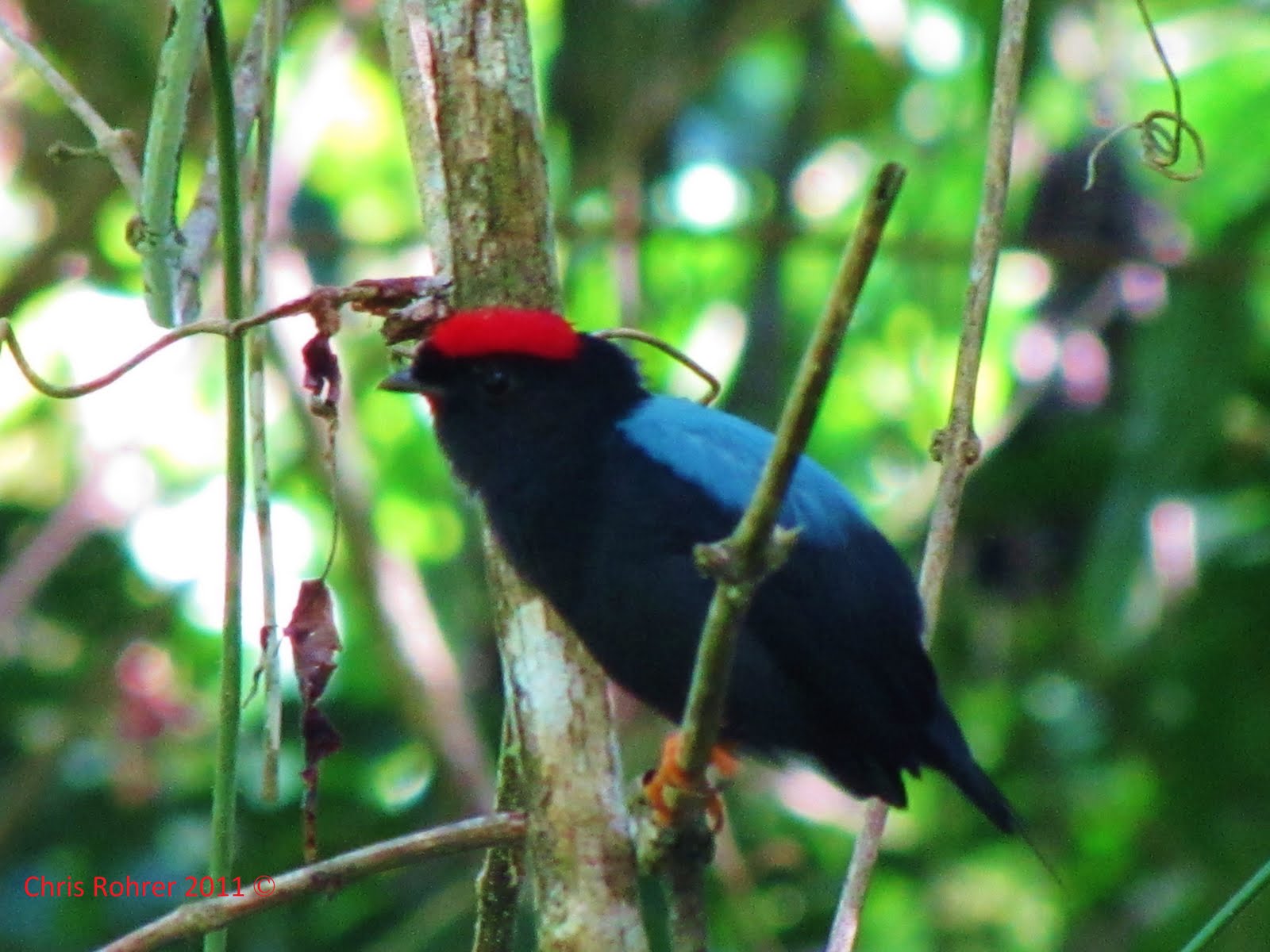 Birding Is Fun!: Coiba Island