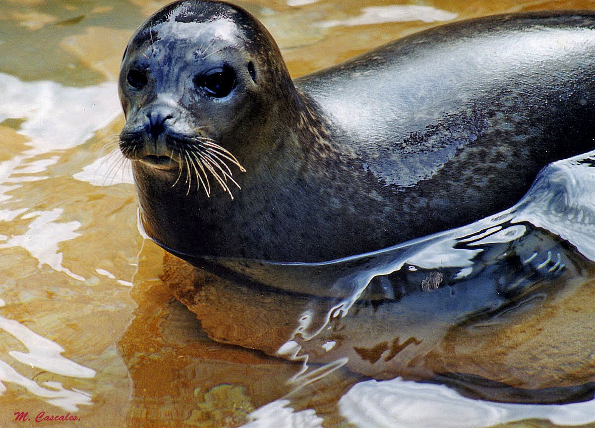 mcguindos.blogspot.com: FOCA JOVEN