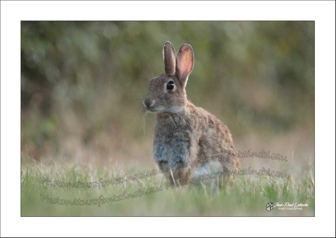 Une matinée avec les Lapins de garenne. Note N° 2017 078