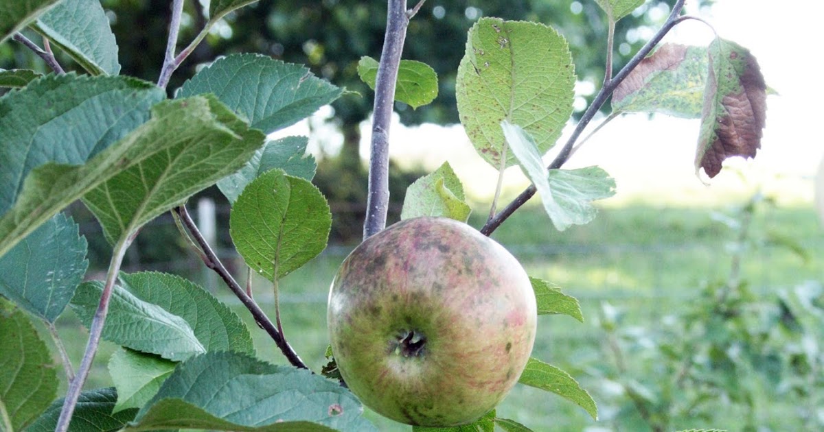 first fruits - the vine & fig tree