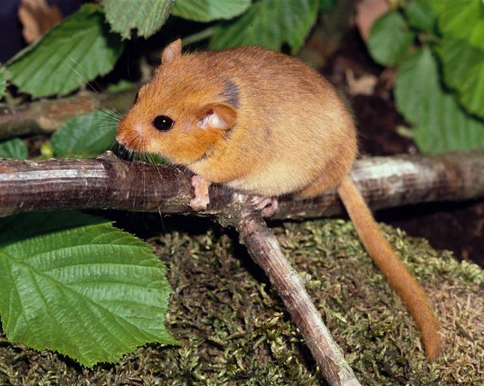 Dormouse | Animal Wildlife