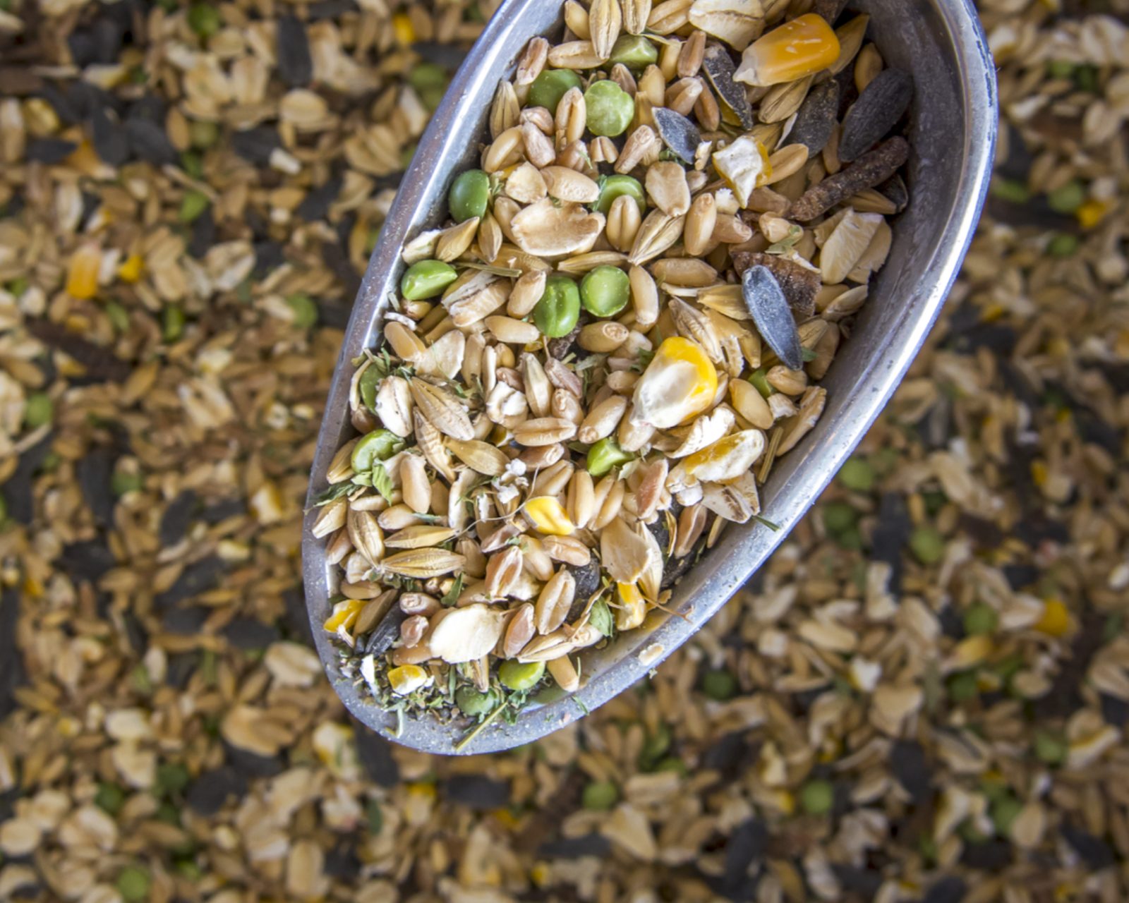 10 Tips for Better Fermented Feed for your Chickens - Fresh Eggs Daily ...