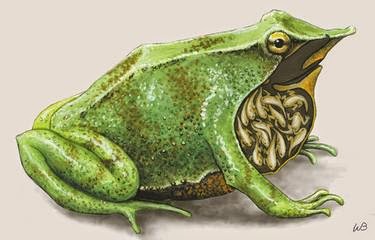 Darwin's frog - Alchetron, The Free Social Encyclopedia
