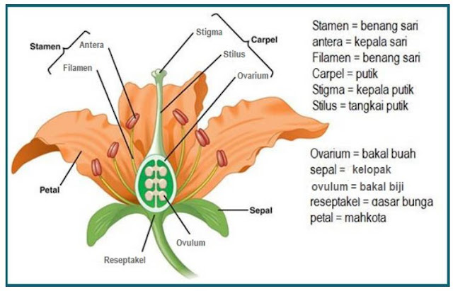 Pengertian Bunga dan Bangian-Bagiannya