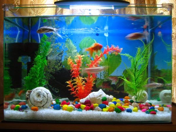 Am furnici: De ce un acvariu cu pesti?