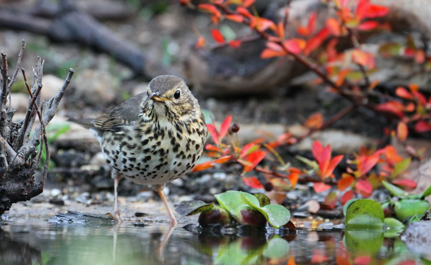 Kilometer G 0945: DROZDY SLOVENSKA