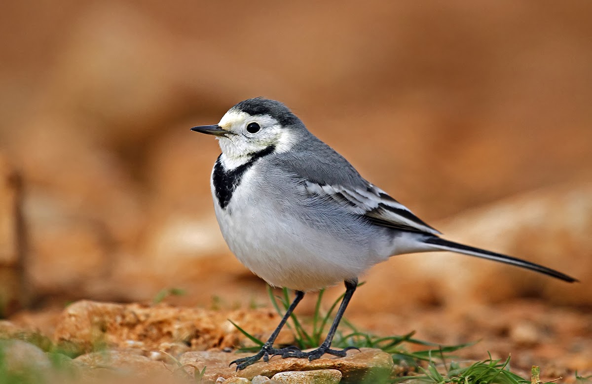 Loporzano 15 Lugares: LAVANDERA COMUN