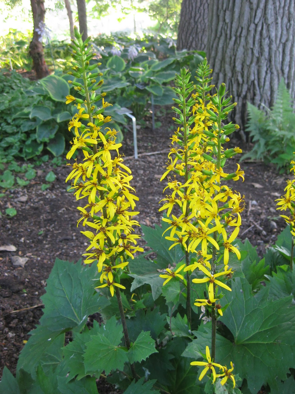 Rotary Botanical Gardens - Hort Blog: Luxuriant Ligularias