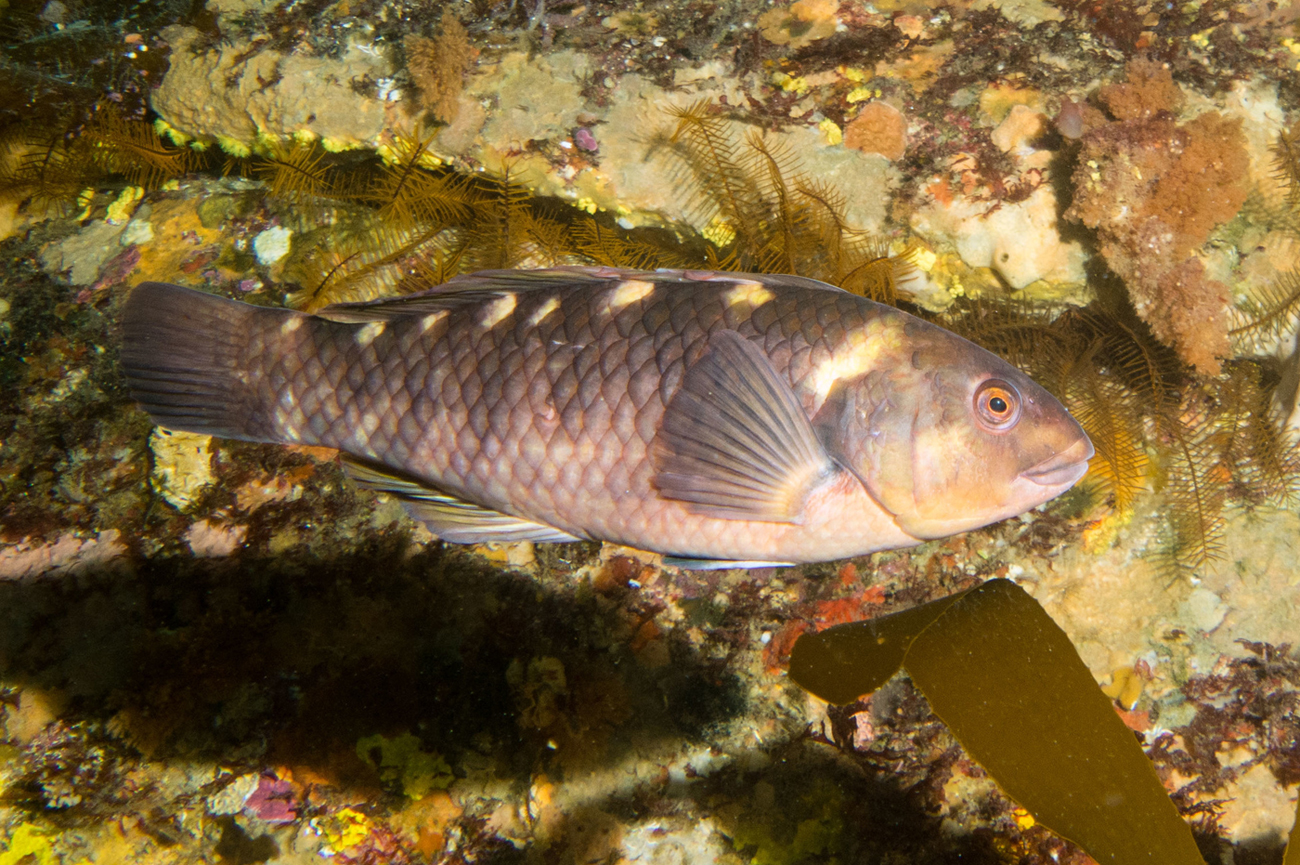 Artes de Pesca: ACTINOPTERYGII.