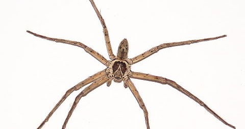 AccessJ: 5 Types of... Japanese Spider