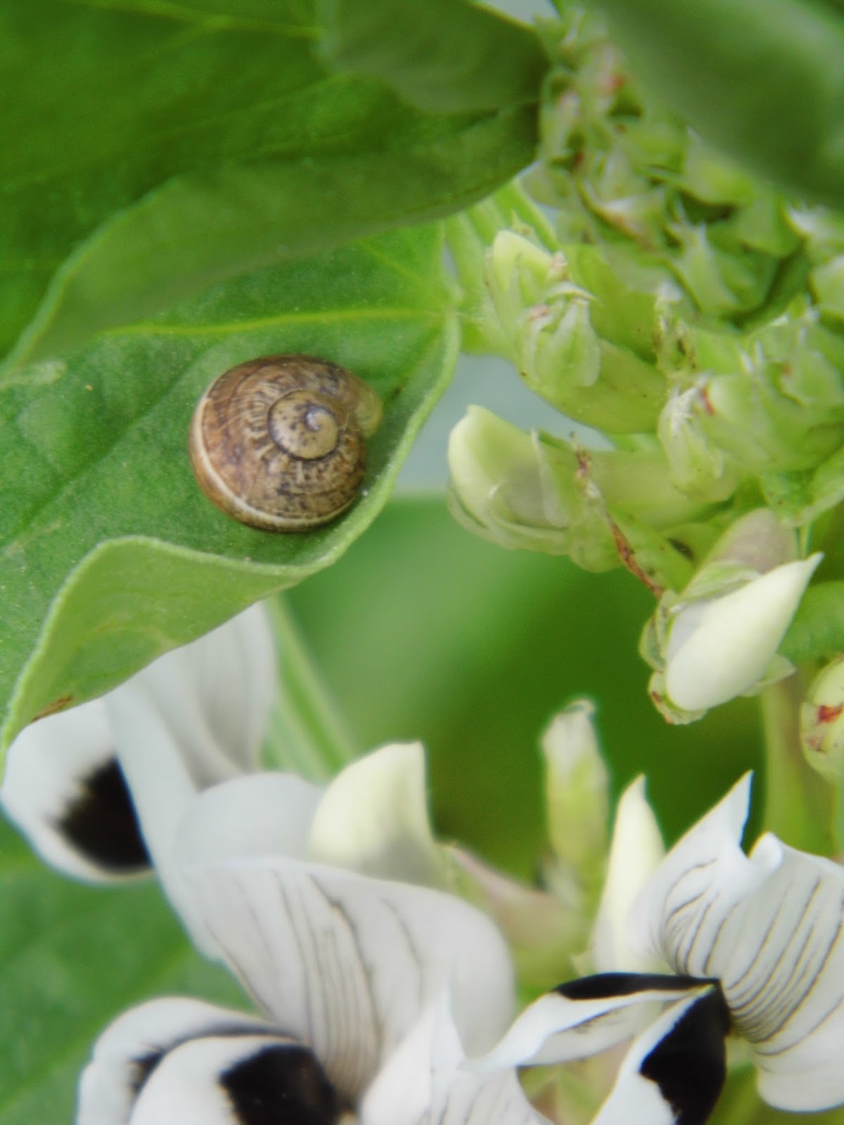 One Mother Hen: Flowering broad beans