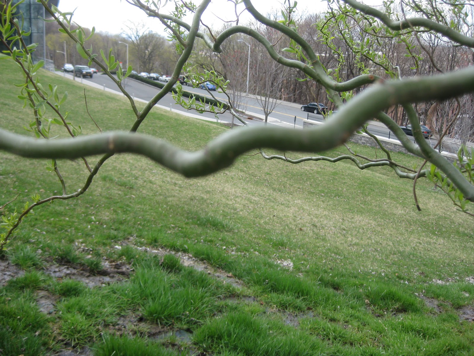 Trees: Corkscrew willow