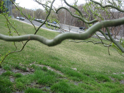 Trees: Corkscrew willow