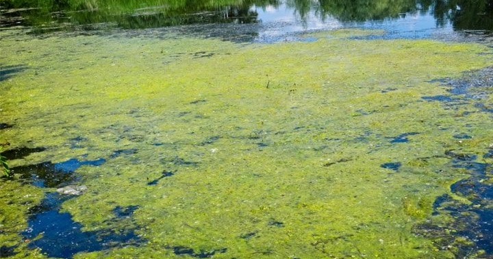 Algae Ganggang Pengertian Habitat Ciri Ciri Jenis Jenis Contoh Dan Perannya Kantong Ilmu