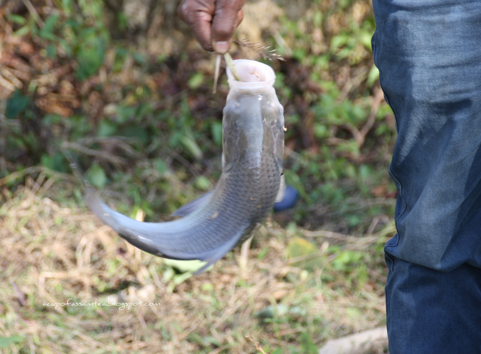 Glimpse of Assamese village scene