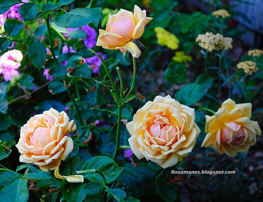 A Rose is a Rose...: My Rare Roses Report