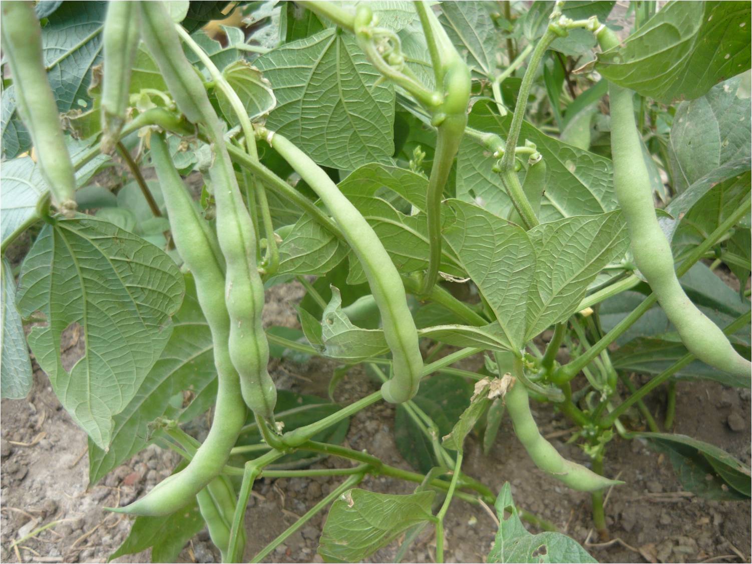 Por que frijolito se llamaba frijolito si era una alverjita? - Foros Perú